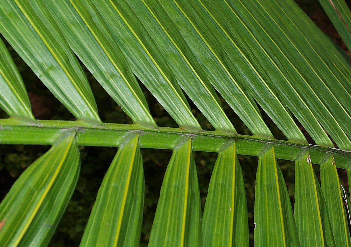 Ravenea rivularis | Identifying Commonly Cultivated Palms