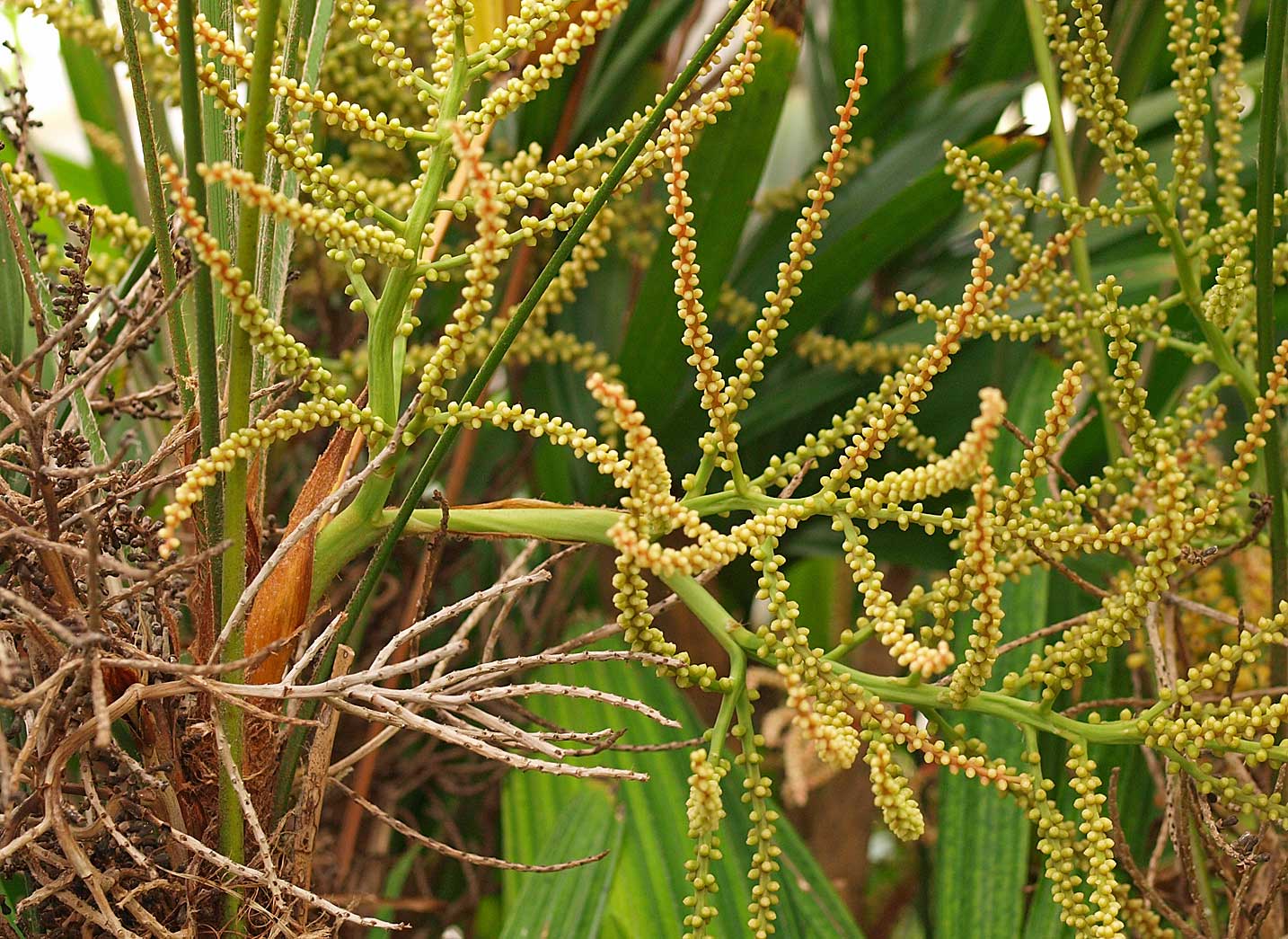 Rhapis excelsa | Identifying Commonly Cultivated Palms