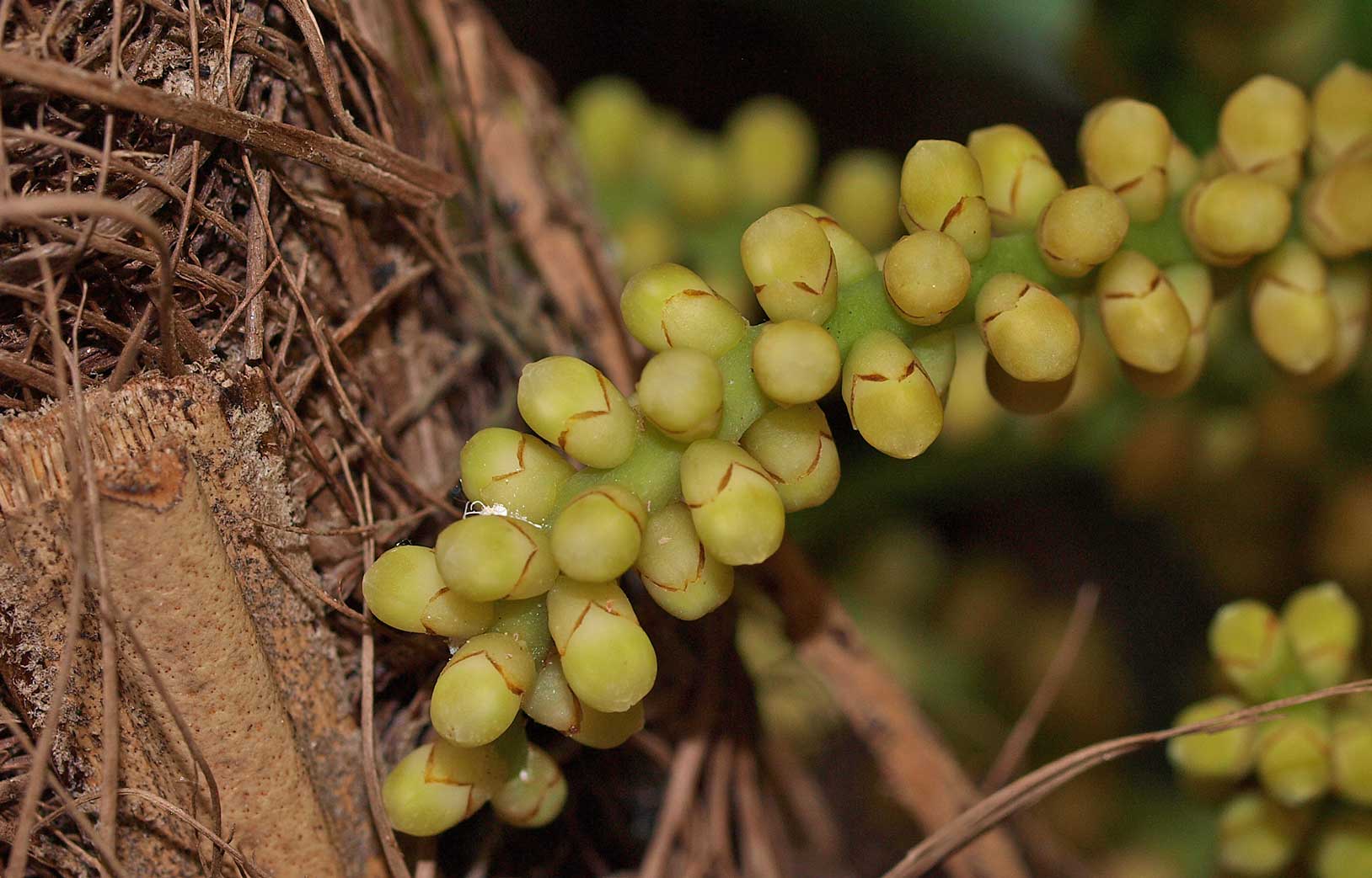 Rhapis excelsa | Identifying Commonly Cultivated Palms