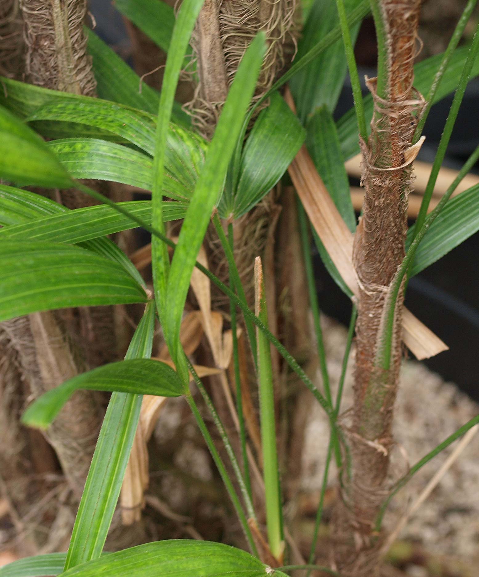 Rhapis excelsa | Identifying Commonly Cultivated Palms