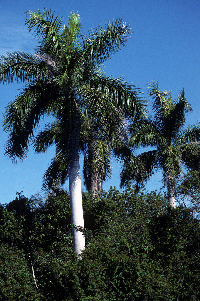 Roystonea regia | Palm ID