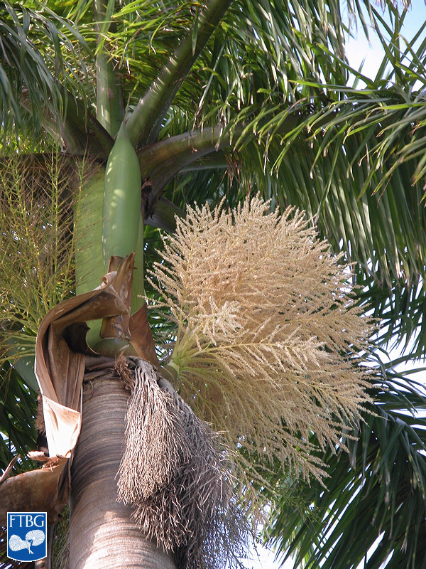 Roystonea regia | Identifying Commonly Cultivated Palms