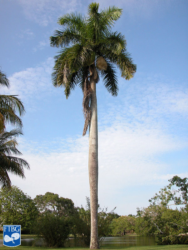 Roystonea regia | Identifying Commonly Cultivated Palms