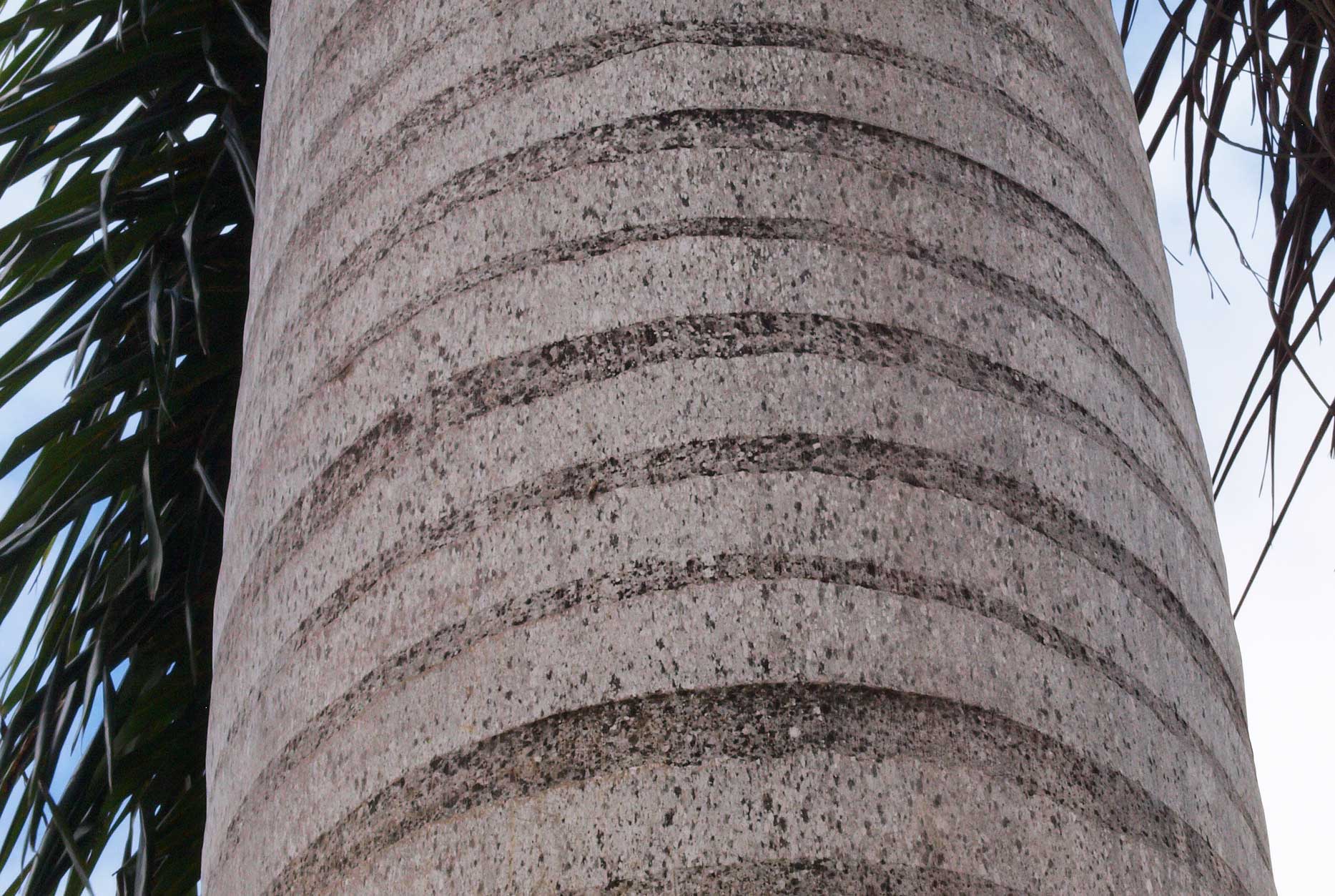 Roystonea regia | Identifying Commonly Cultivated Palms