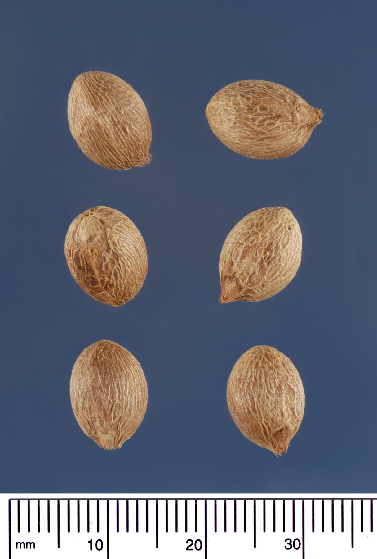 Roystonea regia | Identifying Commonly Cultivated Palms