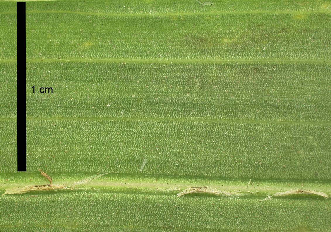 Roystonea regia | Identifying Commonly Cultivated Palms