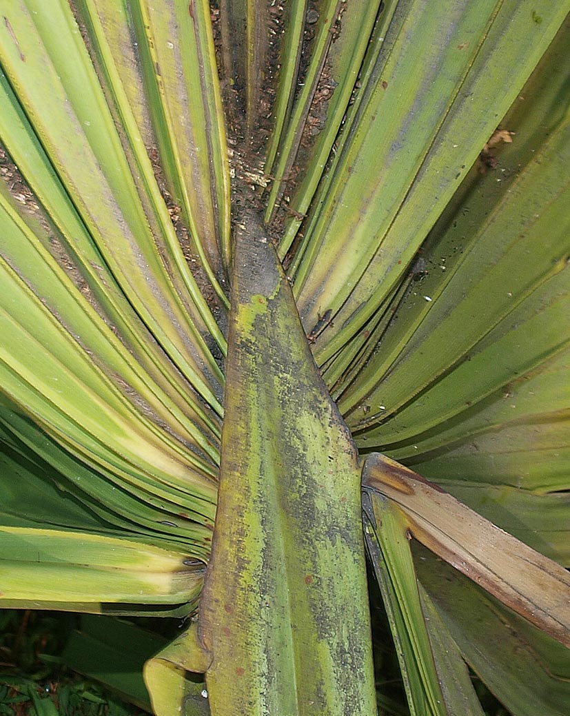Sabal mexicana | Palm ID