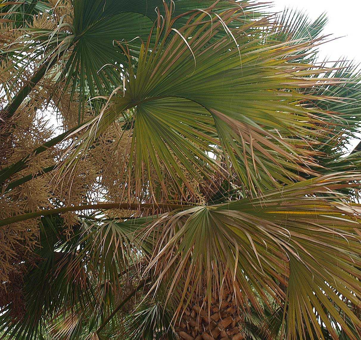 Sabal mexicana | Palm ID