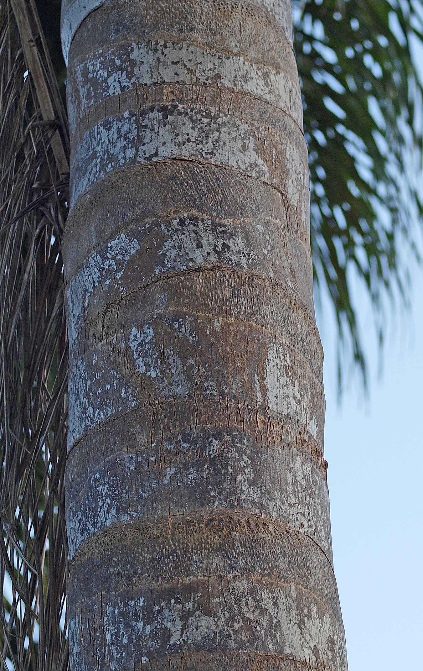 Syagrus Romanzoffiana