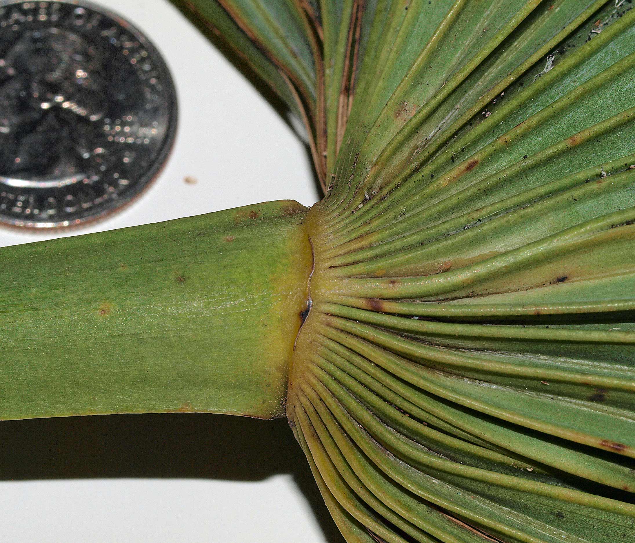 Thrinax morrisii (Leucothrinax morrisii) | Identifying Commonly ...