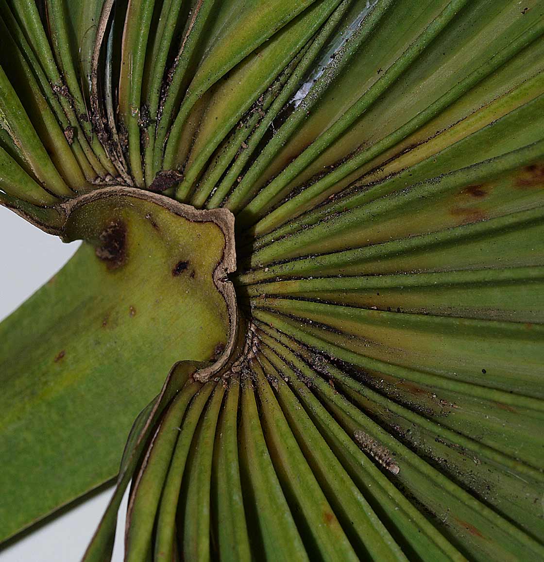 Thrinax morrisii (Leucothrinax morrisii) | Identifying Commonly ...