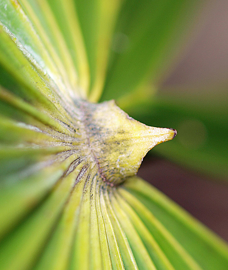 Thrinax radiata | Identifying Commonly Cultivated Palms