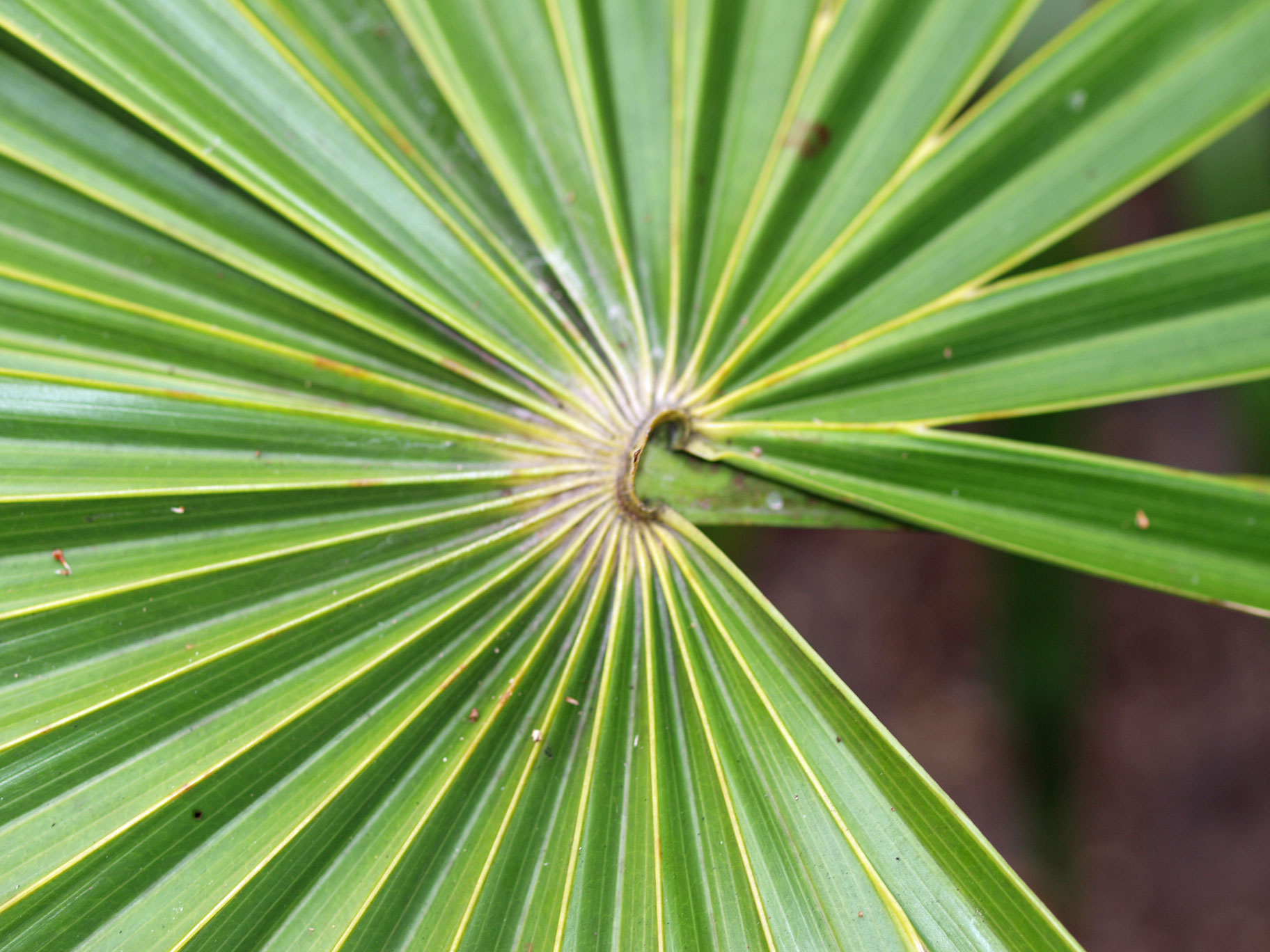 Thrinax radiata | Identifying Commonly Cultivated Palms