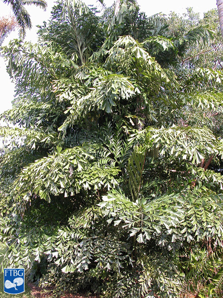Caryota mitis | Identifying Commonly Cultivated Palms