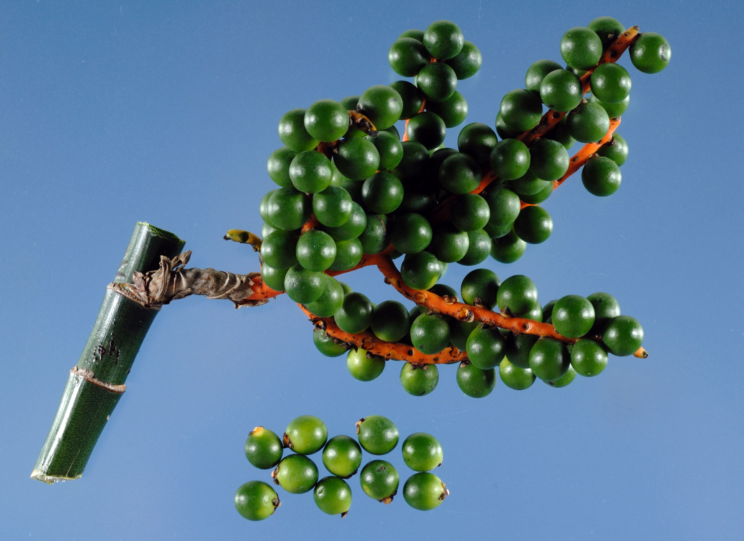 Chamaedorea seifrizii | Identifying Commonly Cultivated Palms