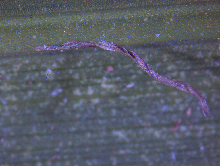 Ptychosperma elegans | Palm ID