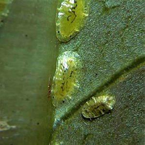 Coccidae | Scale Insects