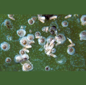 Diaspididae | Scale Insects