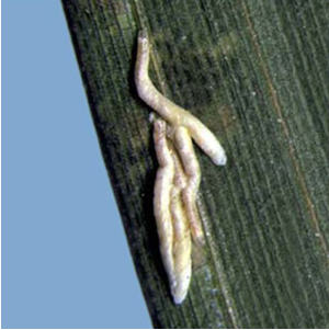 Diaspididae | Scale Insects