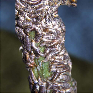 Diaspididae | Scale Insects