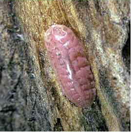 Eriococcidae | Scale Insects