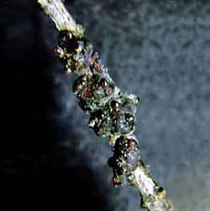 Kerriidae | Scale Insects