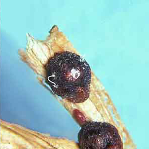 Kerriidae | Scale Insects