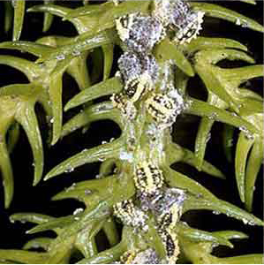 Pseudococcidae | Scale Insects