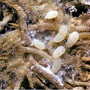 Rhizoecidae | Scale Insects