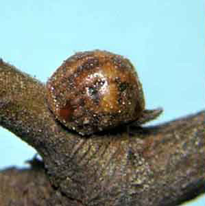 Kermesidae | Scale Insects