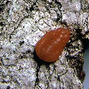 Kuwaniidae | Scale Insects