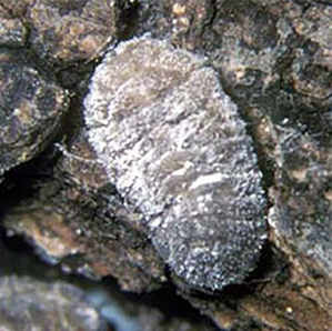 Xylococcidae | Scale Insects