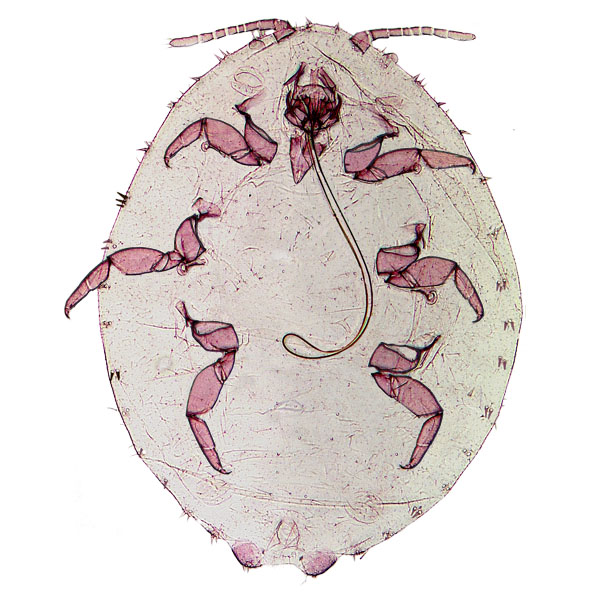 Exallomochlus hispidus (Morrison) | Scale Insects