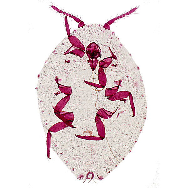 Planococcus lilacinus (Cockerell) | Scale Insects