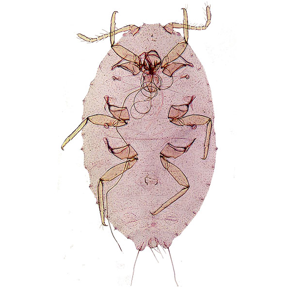 Planococcus minor (Maskell) | Scale Insects