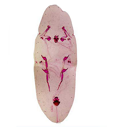 Coccus longulus (Douglas) | Scale Insects