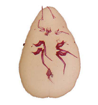 Kilifia acuminata (Signoret) | Scale Insects