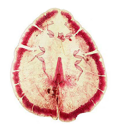 Protopulvinaria pyriformis Cockerell | Scale Insects