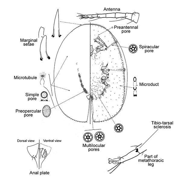 Sordaria Diagram