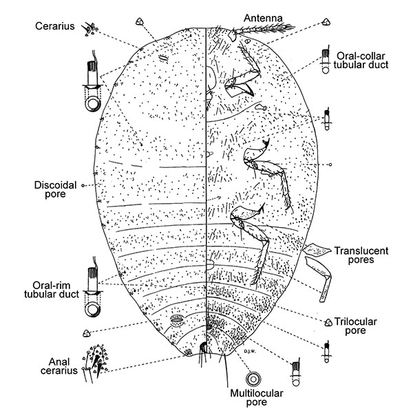 Paracoccus burnerae | Scale Insects