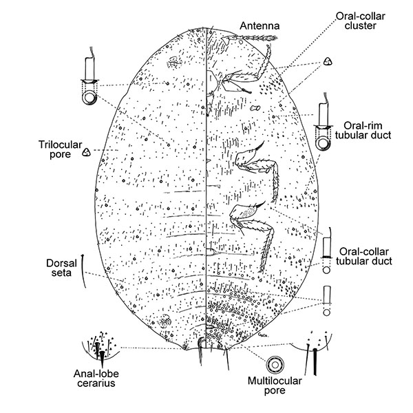 Paracoccus lycopersici | Scale Insects