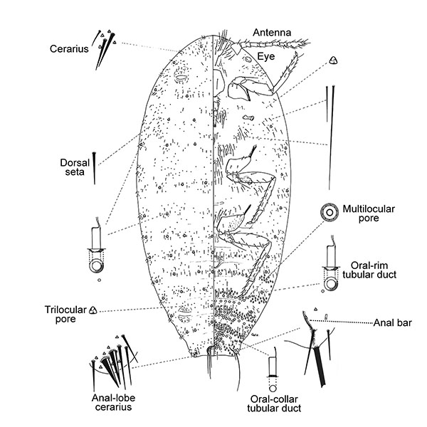 Paracoccus mexicanus | Scale Insects