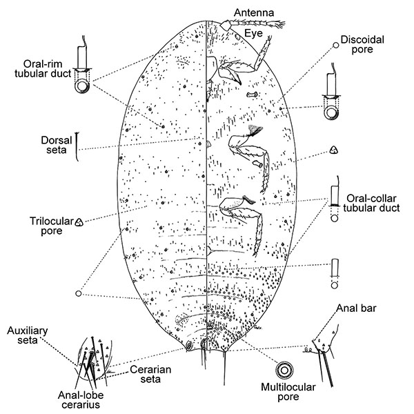 Paracoccus solani | Scale Insects