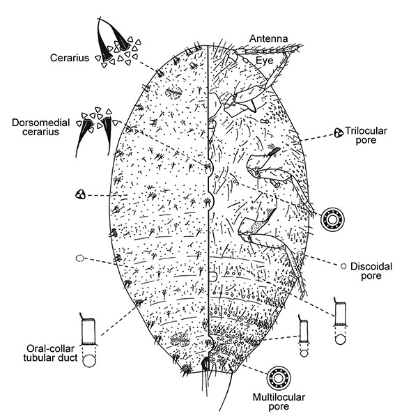Planococcus litchi | Scale Insects