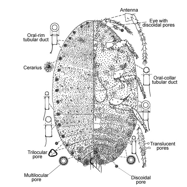 Pseudococcus nakaharai | Scale Insects