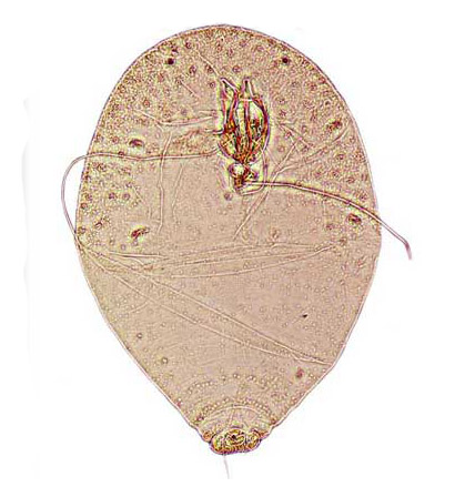 Sclerosococcus ferrisi | Scale Insects