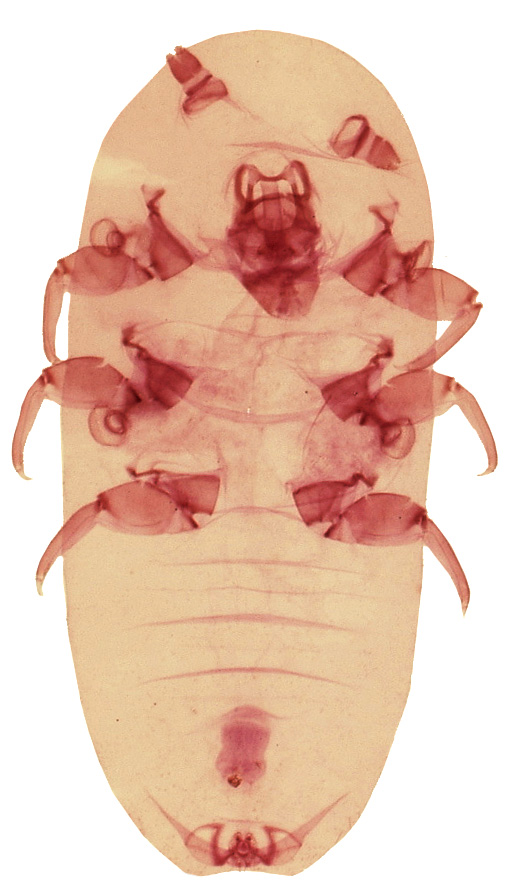 Micrococcidae | Scale Insects