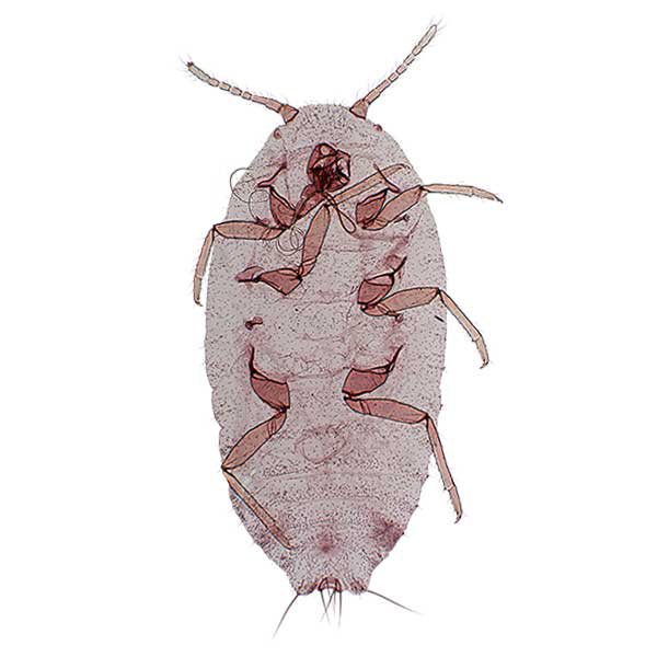 Paracoccus ferrisi Ezzat and McConnell | Scale Insects
