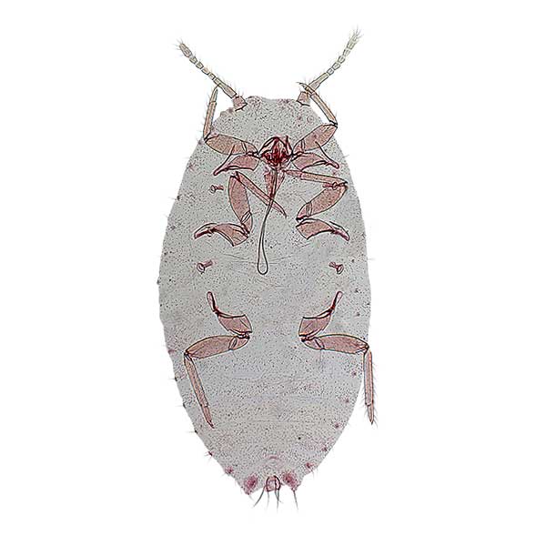 Pseudococcus solenedyos Gimpel amp; Miller | Scale Insects