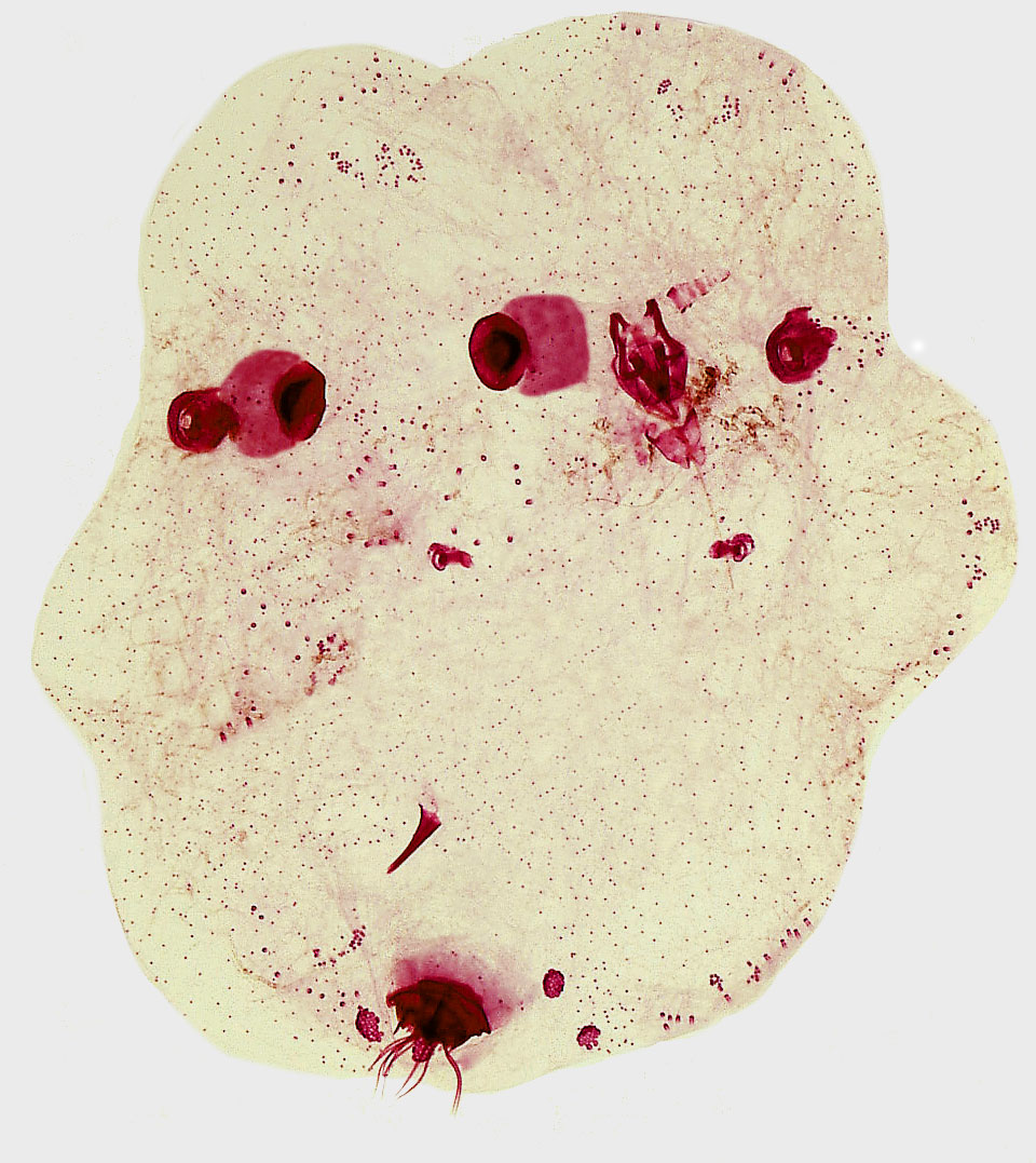 Kerriidae | Scale Insects